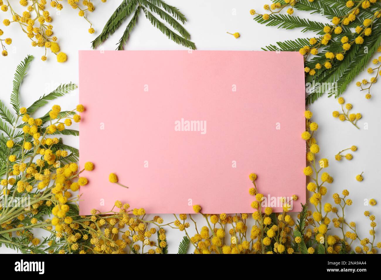 Beautiful mimosa flowers and paper note on white background, flat lay ...