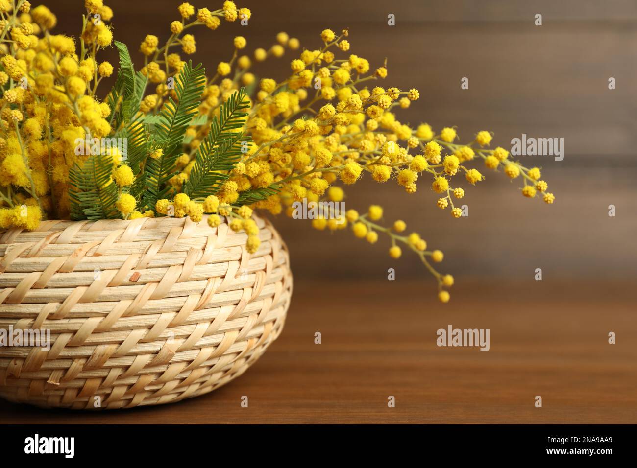 Mimosa tree pot hi-res stock photography and images - Alamy