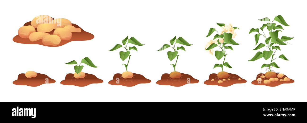 Potato growing. Tuberous crop with stem roots leaf in ground, vegetable ...