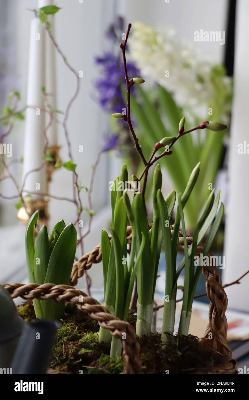 Spring shoots of Narcissus and Hyacinth planted in wicker basket on ...
