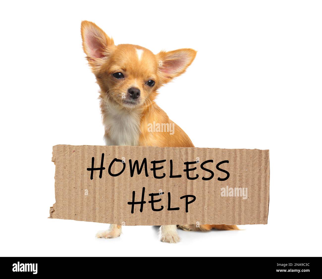 Cute small Chihuahua dog and piece of cardboad with text Homeless Help ...
