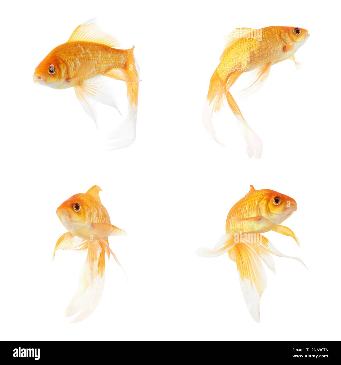 Beautiful bright small goldfish on white background, collage Stock ...