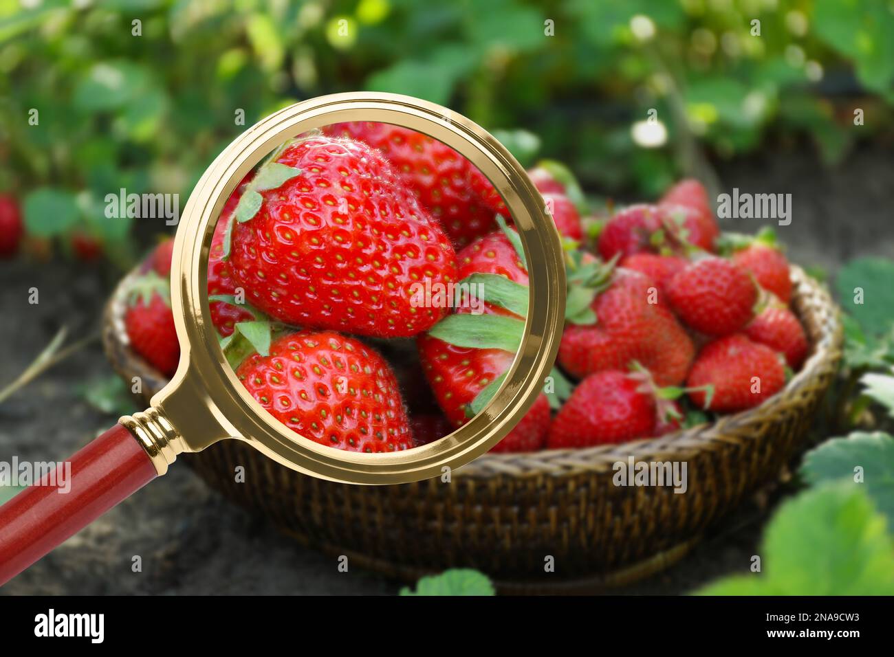 Magnifying glass focusing on strawberry. Food control Stock Photo - Alamy