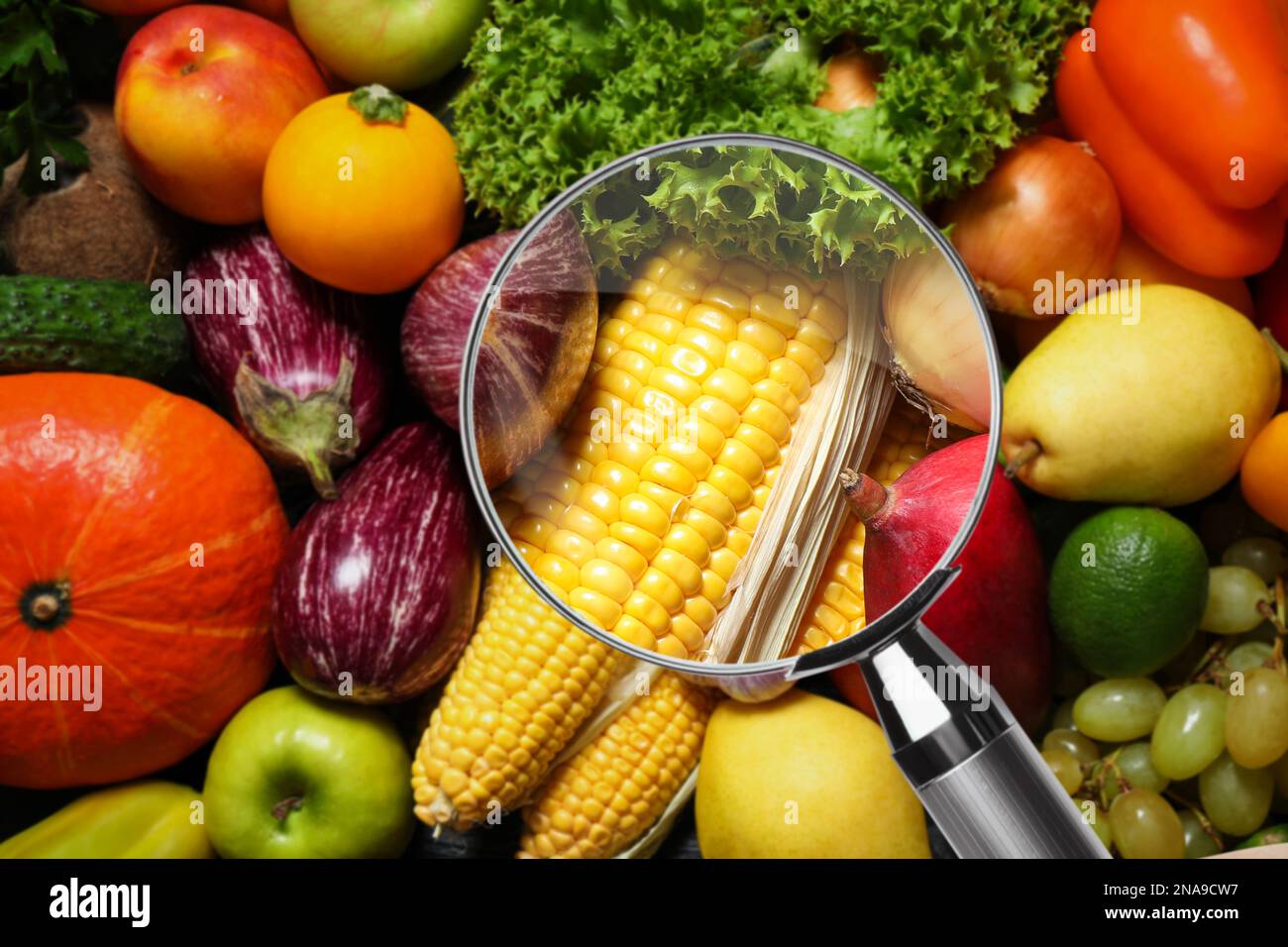 Magnifying glass focusing on corn. Food control Stock Photo - Alamy