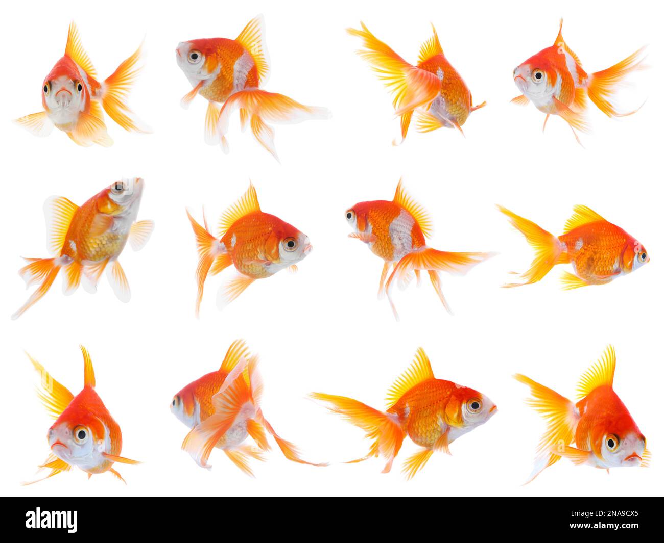 Beautiful bright small goldfish on white background, collage Stock ...
