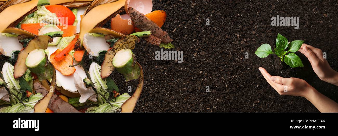 Organic waste for composting on soil and woman taking care of seedling ...