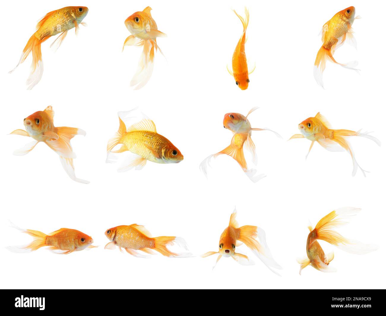 Beautiful bright small goldfish on white background, collage Stock ...