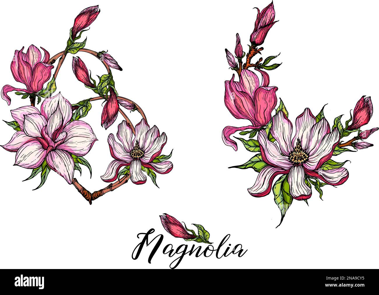 Set of vector flower arrangements with Magnolia flowers. Delicate ...