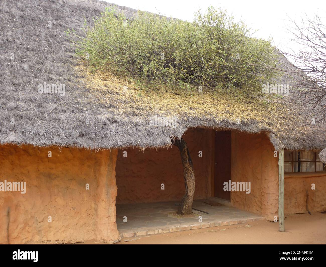A tree grows through a roof of a house, Namibia Stock Photo - Alamy