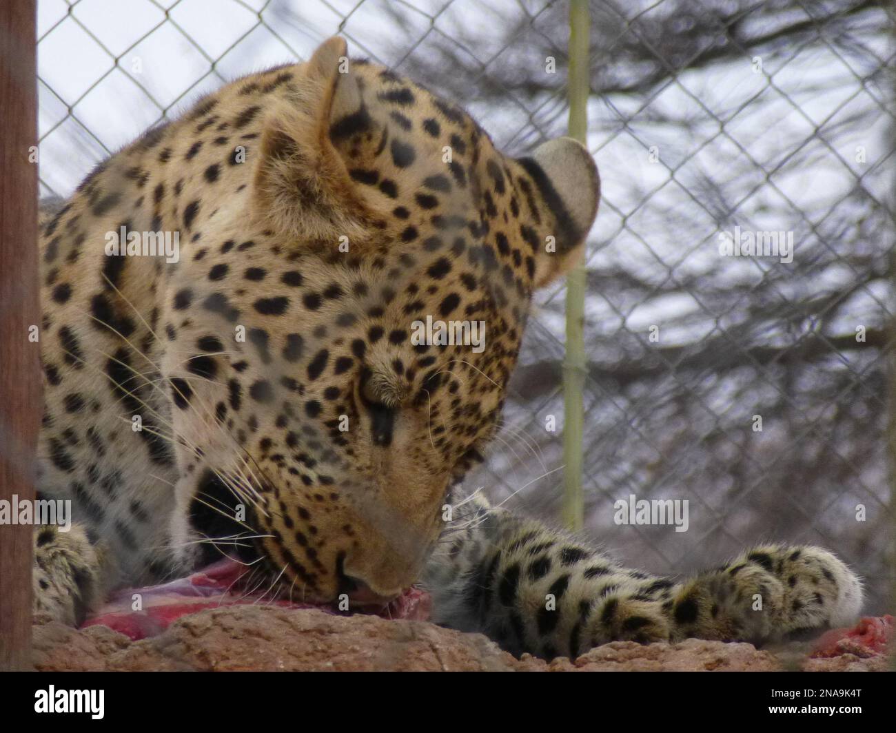 A leopard is eating meat, Namibia Stock Photo - Alamy