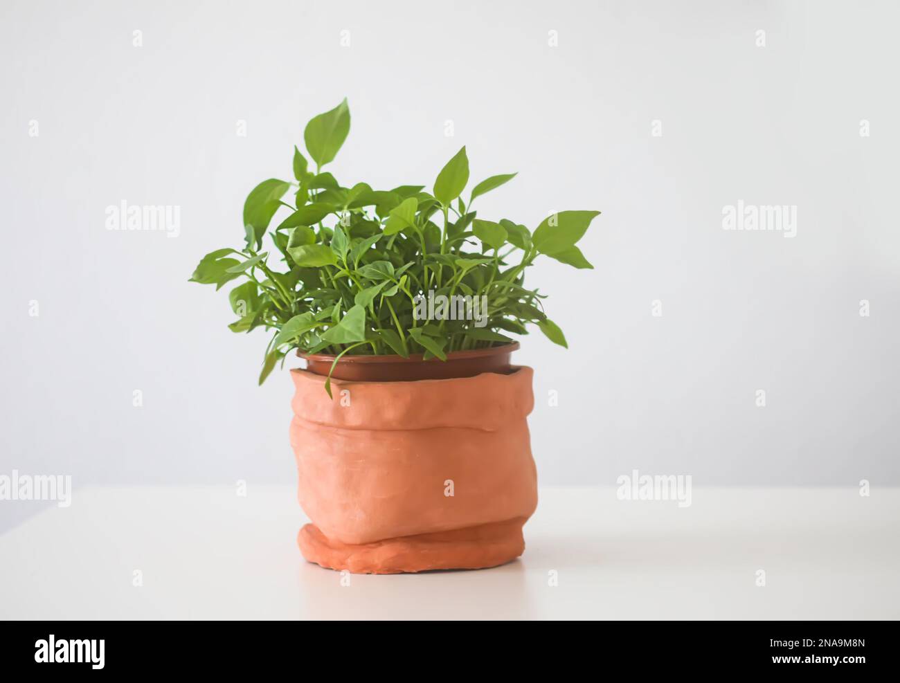 Homemade potted plant. Green branches with leaves in the handmade ...