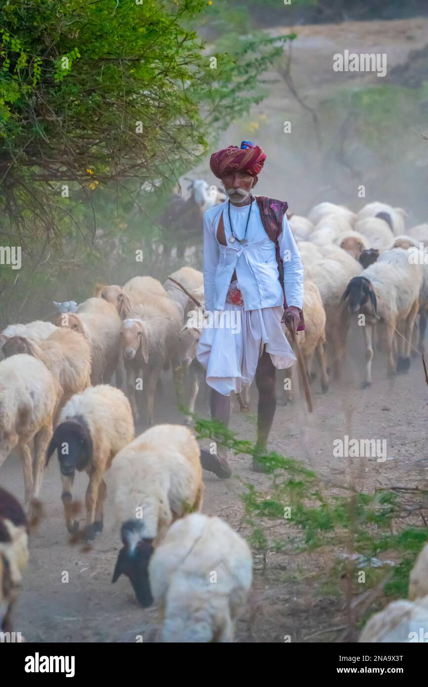 Rabari Shepherd in white tunic and red turban bringing sheep back to ...