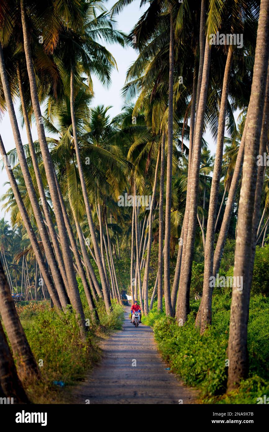 Village track lined with palm trees in an inland village of Goa, India ...