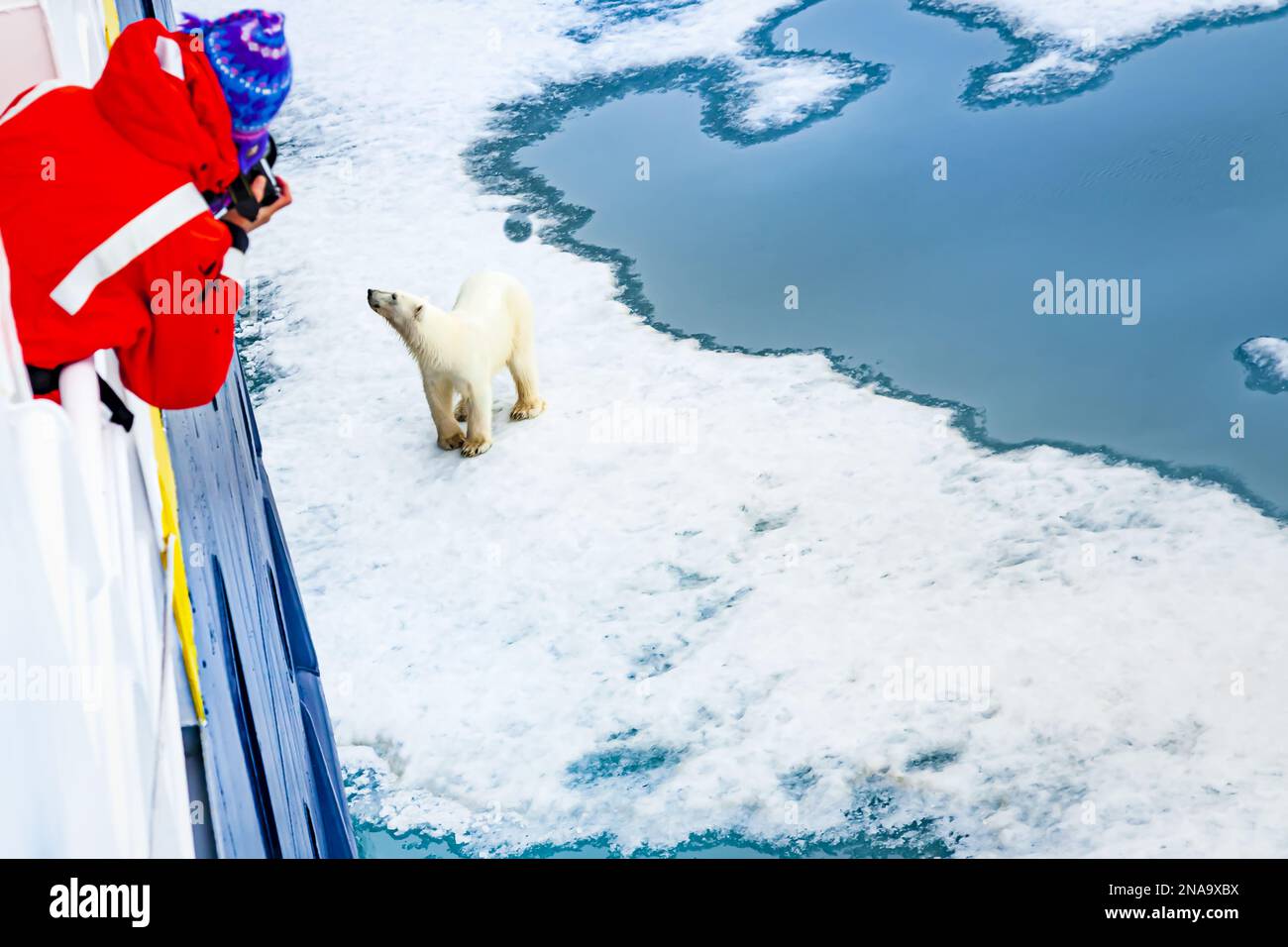Polar Bear (Ursus maritimus) close approach to National Geographic ...