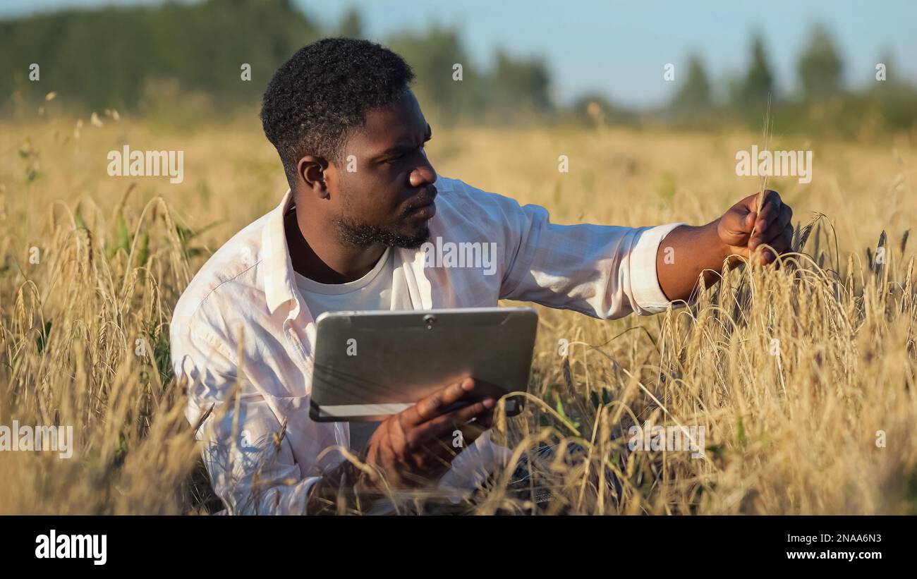 African American agronomist explores ripe wheat plantation Stock Photo ...