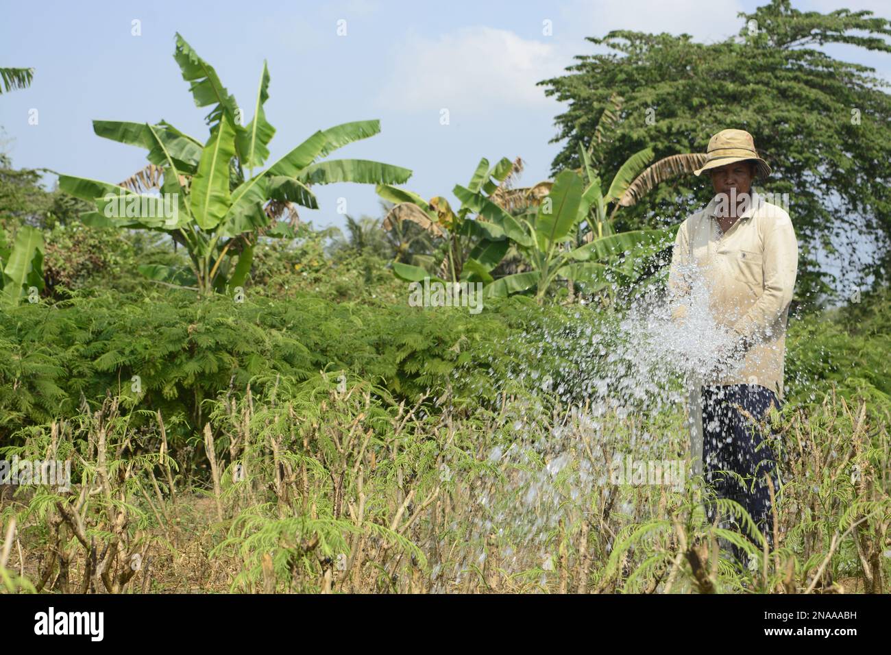 Cambodian farming growing climbing wattle (Senegalia pennata). It is ...