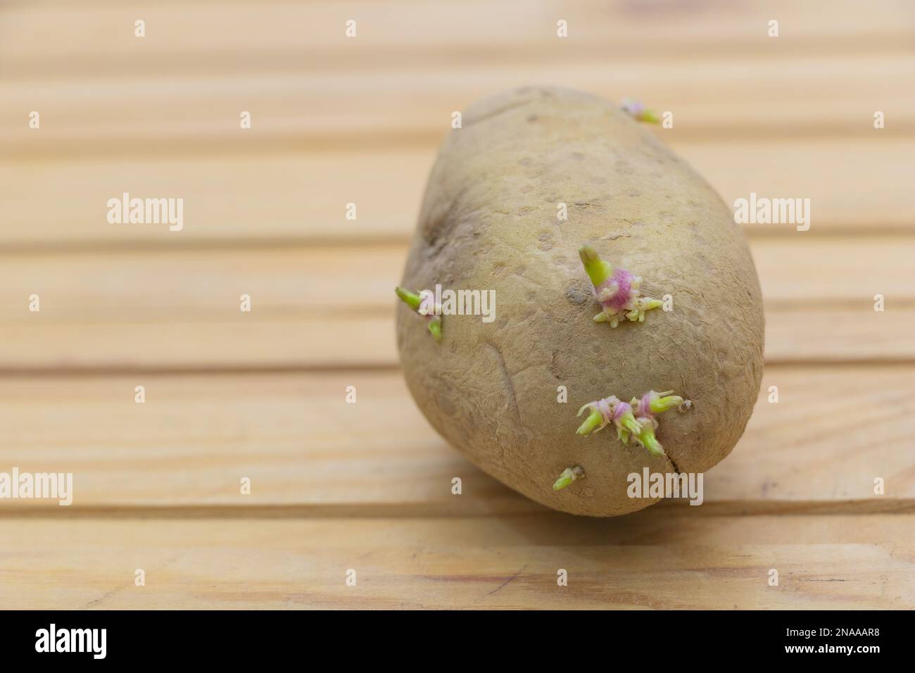 A sprouted potato hi-res stock photography and images - Alamy