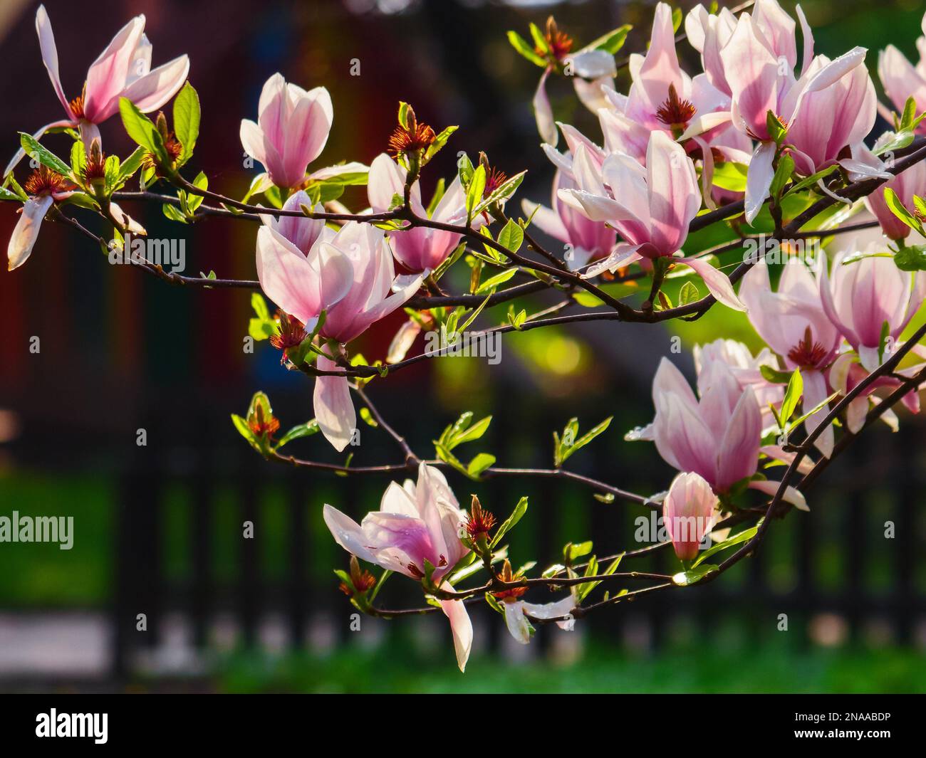big flowers of pink magnolia. spring holiday background Stock Photo - Alamy