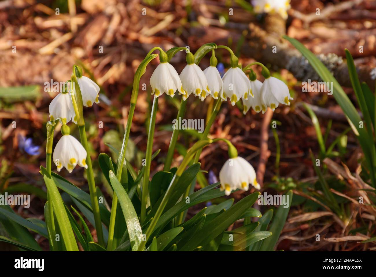 Warm spring weather hi-res stock photography and images - Alamy