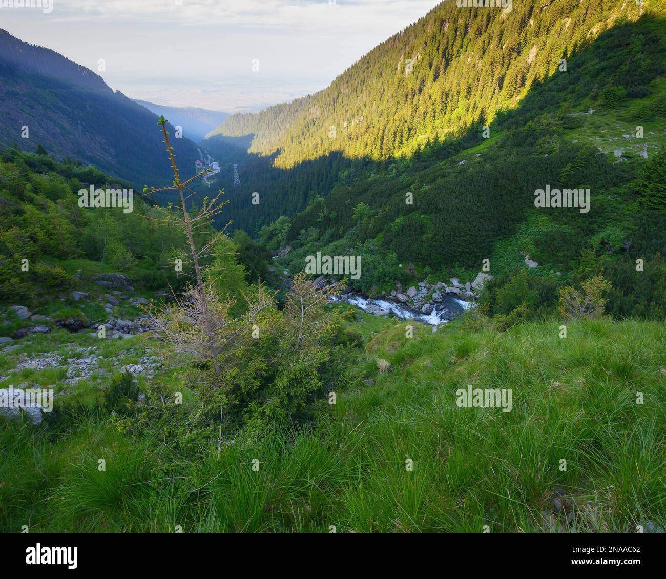 rapid river flows down the valley. mountain landscape with forested ...