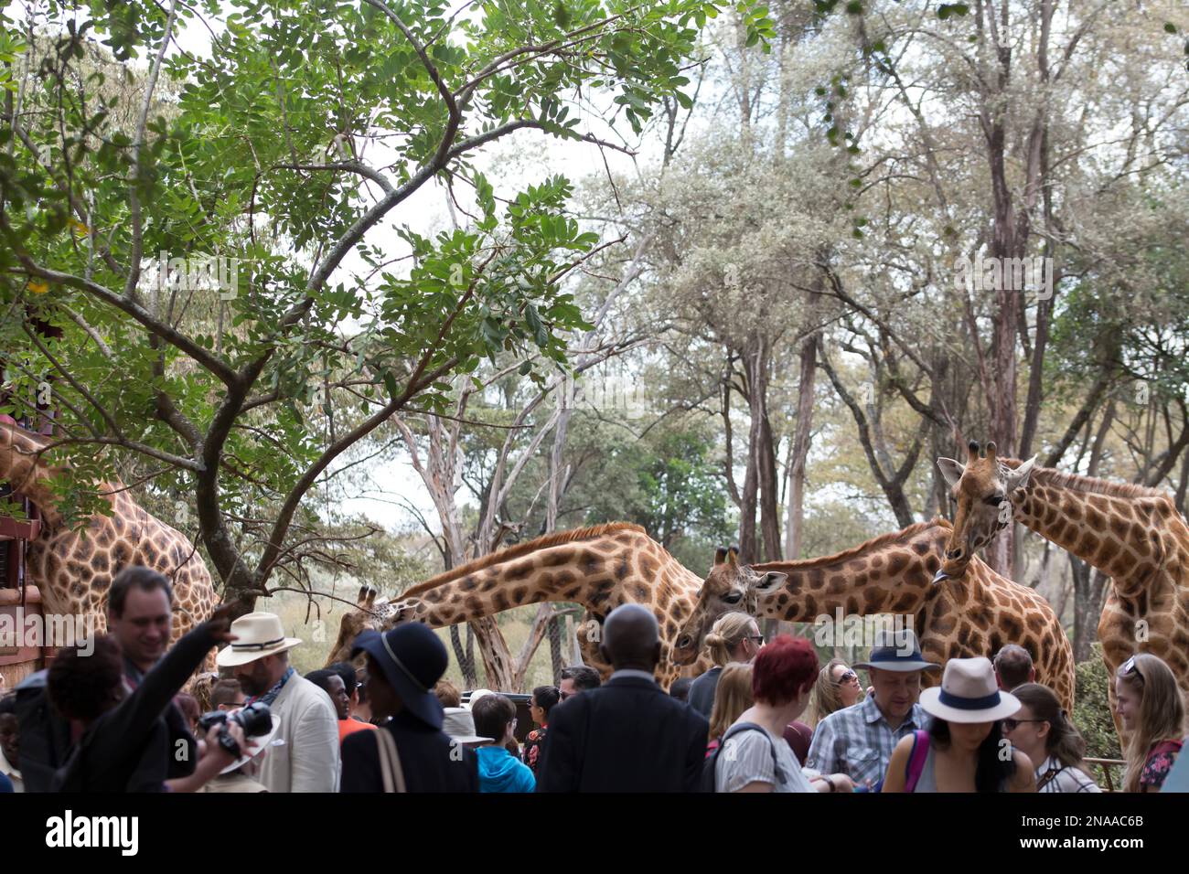 Tourists feeding the giraffes at the Giraffe Centre in Nairobi, Kenya ...