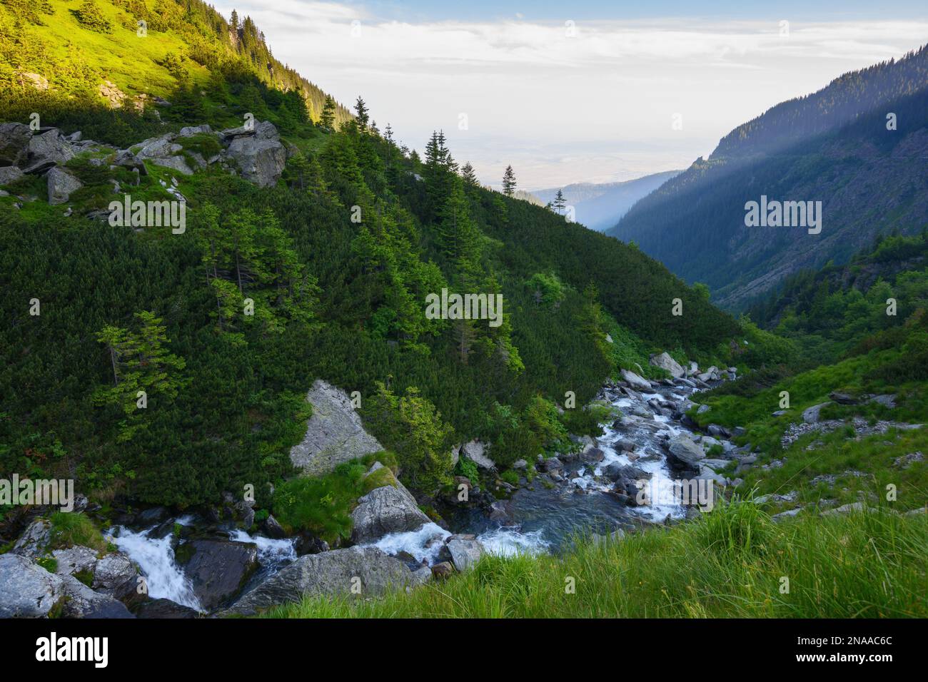 rapid river flows down the valley. mountain landscape with forested ...