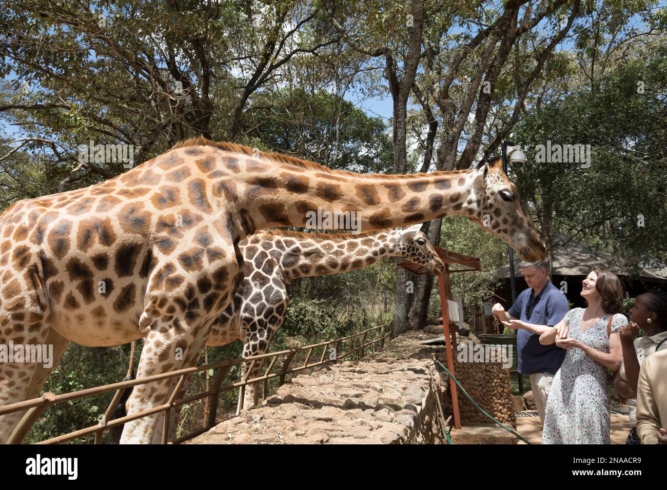 Tourists feeding the giraffes at the Giraffe Centre in Nairobi, Kenya ...