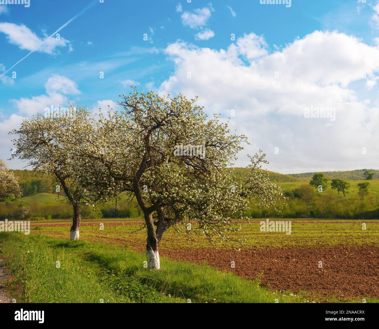 blossoming apple tree near the rural fields. hills and mountains in the ...