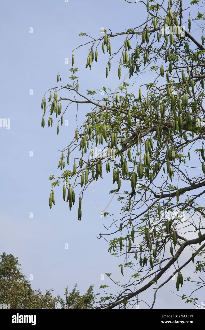 The tree and the cotton-like fluff obtained from its seed pods are ...