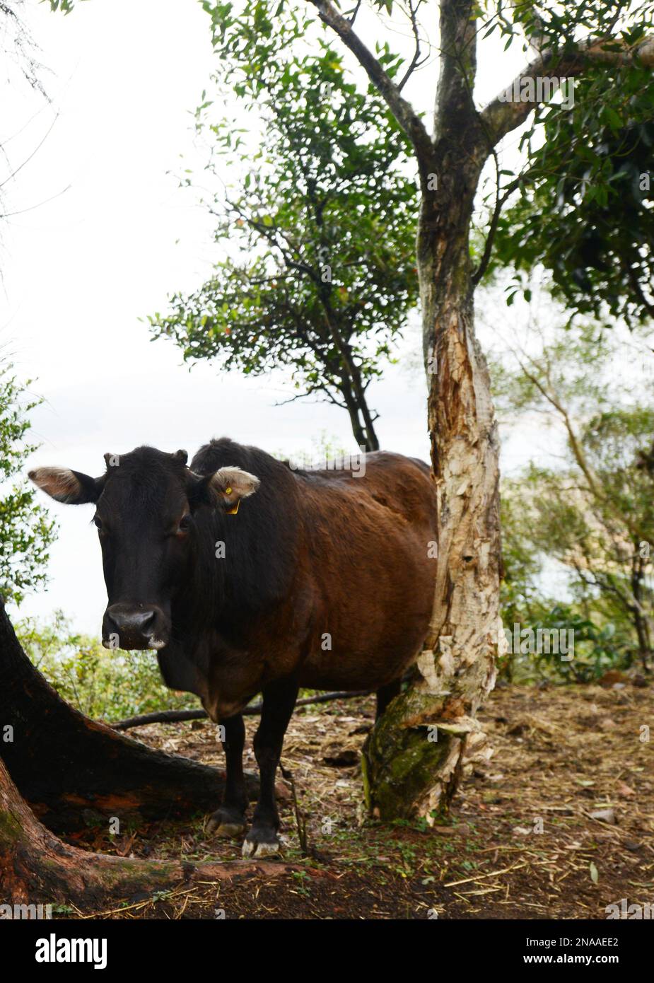 Cows grazing by the High Island Reservoir in Sai Kung East Country park ...