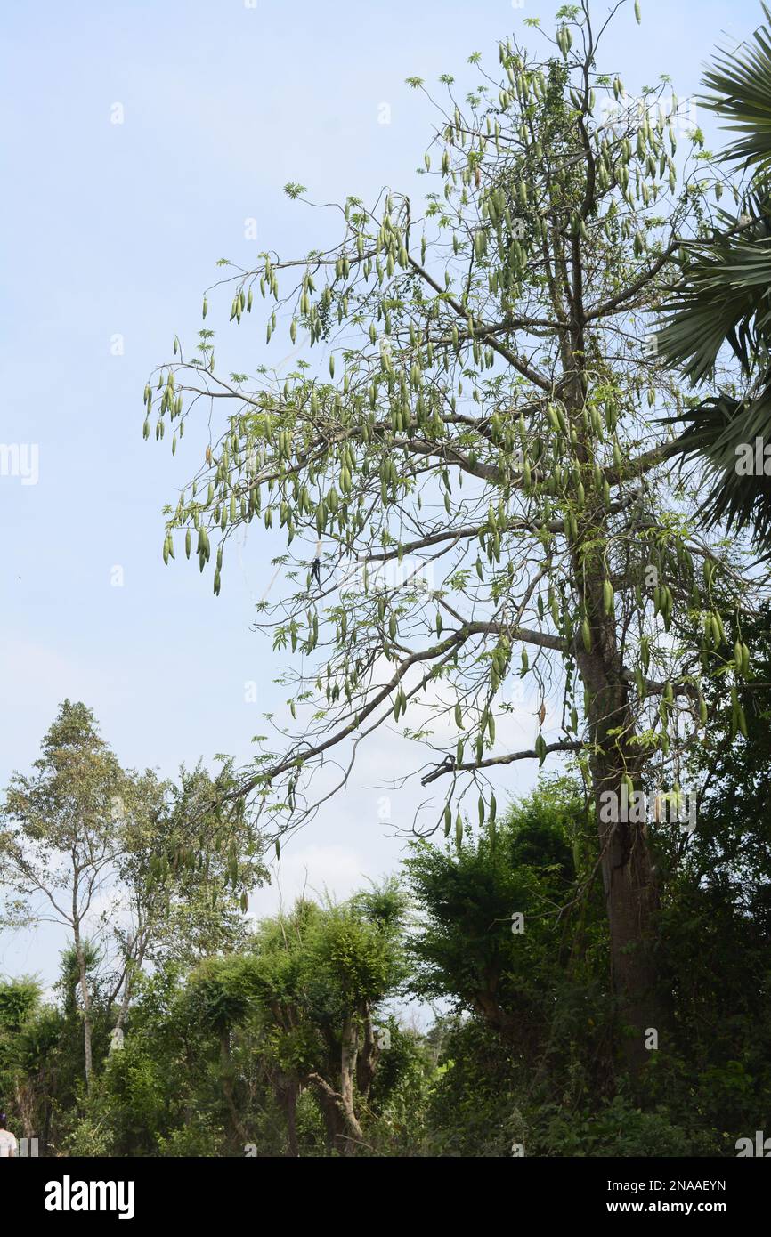 The tree and the cotton-like fluff obtained from its seed pods are ...