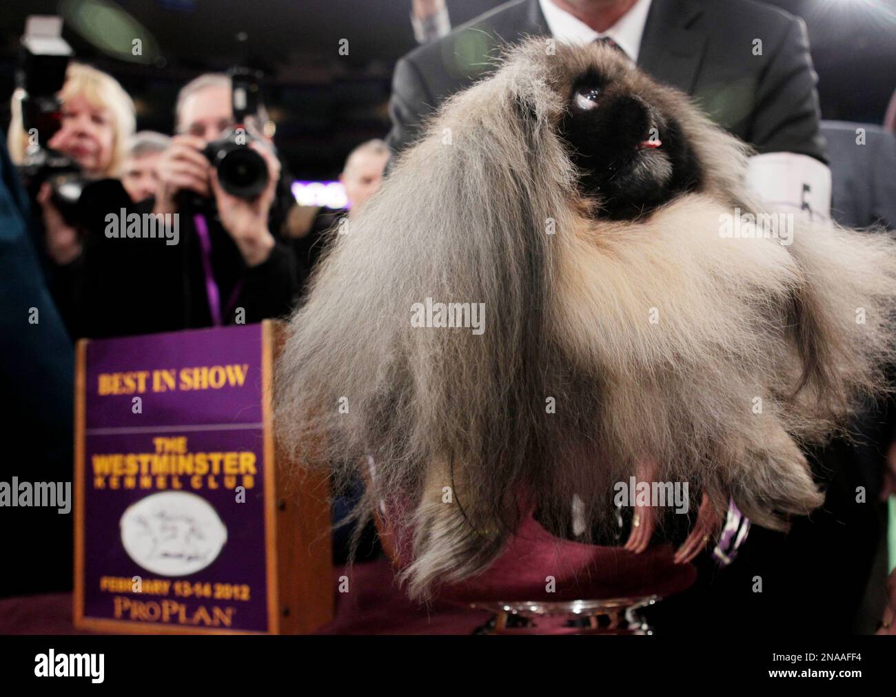 Malachy, a Pekingese, sits in the trophy after being named best in show ...