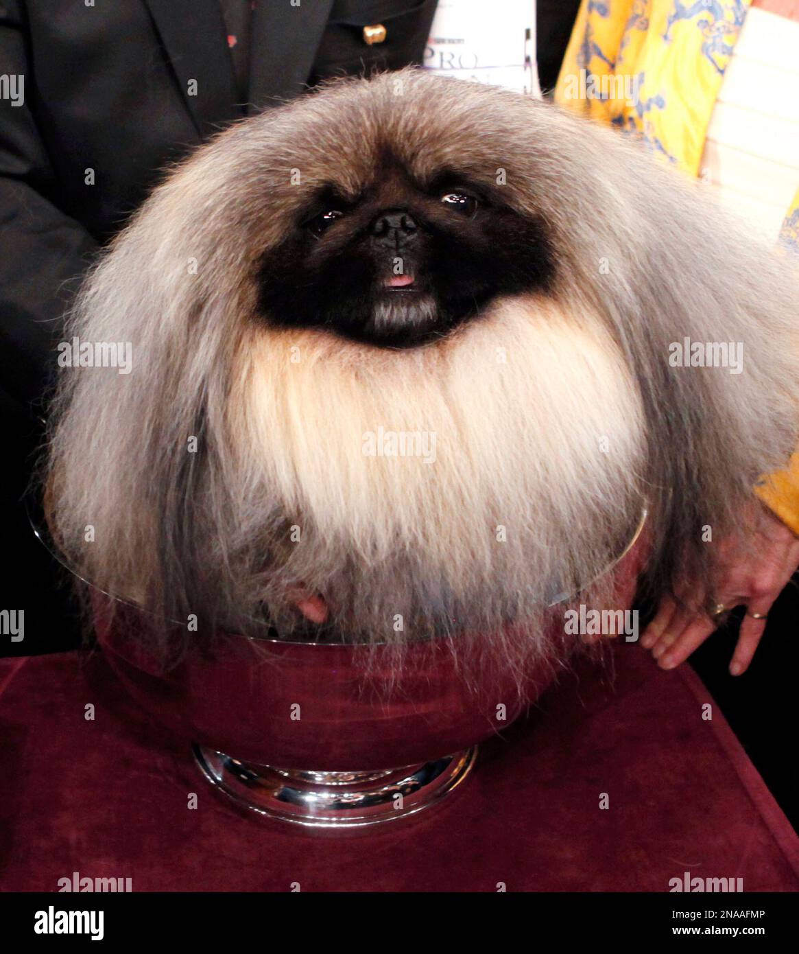 Malachy, a Pekingese, sits in the trophy after being named best in show ...