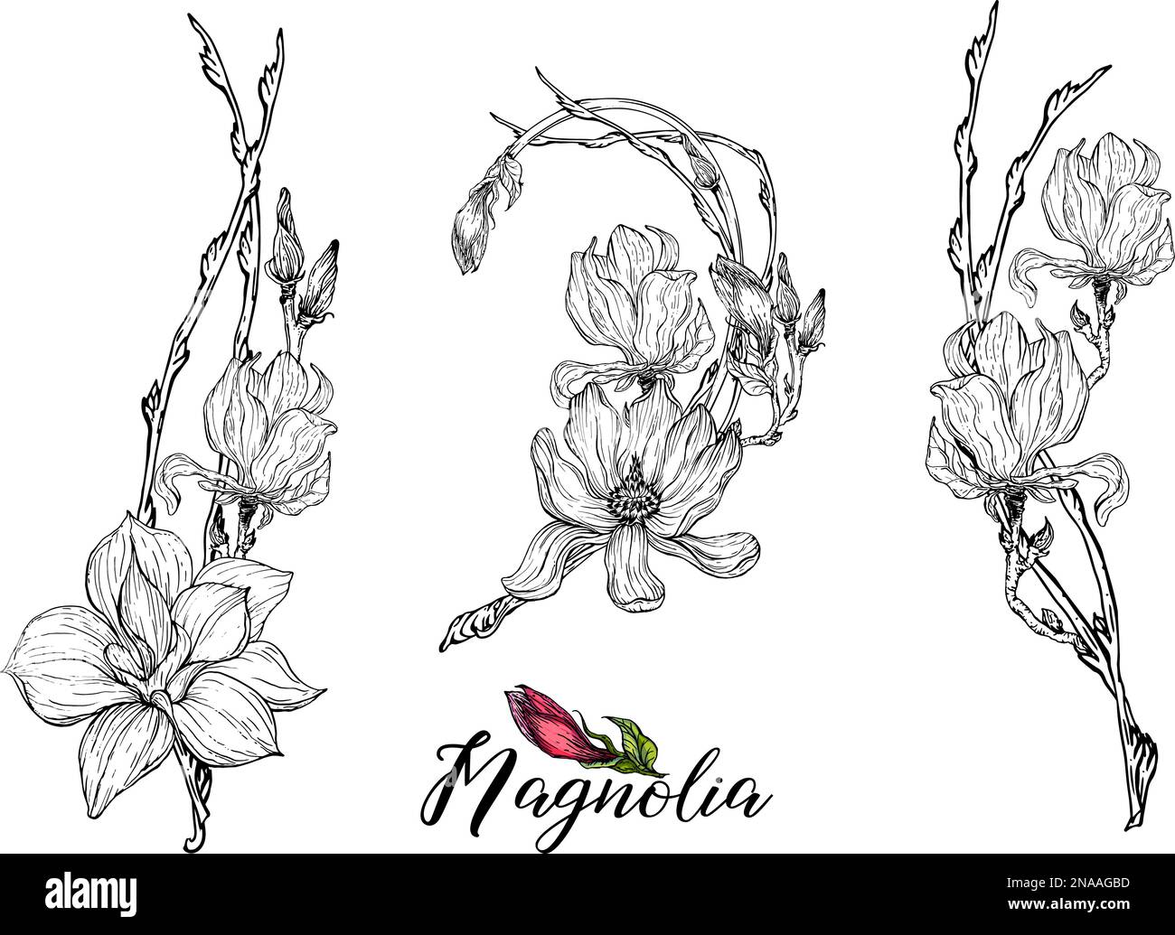 Set of vector flower arrangements with Magnolia flowers. Delicate ...