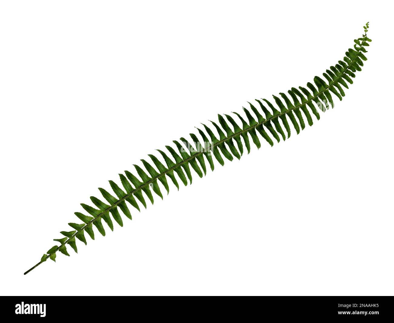 Fern branch isolated on white background. Clipping Path included Stock ...