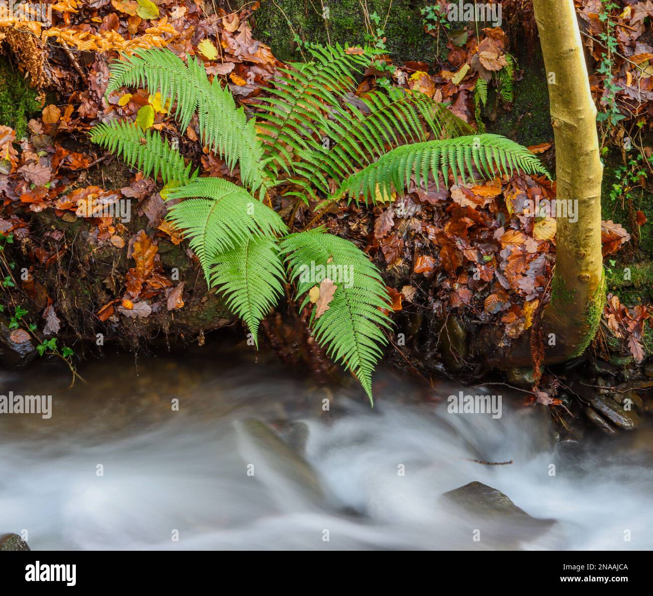 A growing Fern next to a stream Stock Photo - Alamy