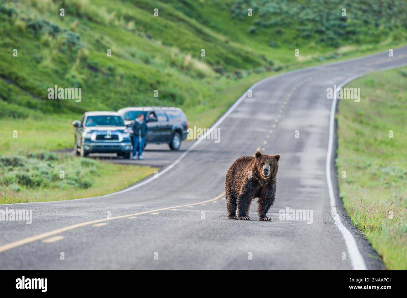 Wildlife Bears Grizzly Bears Birds Stock Photo - Alamy