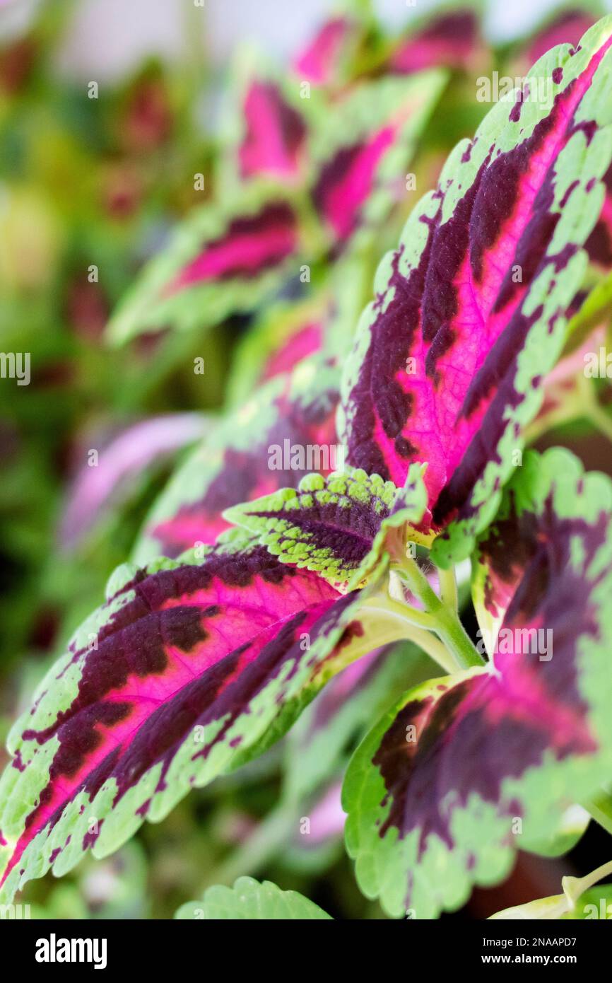 Green coleus in a pot on a windowsill close up Stock Photo - Alamy