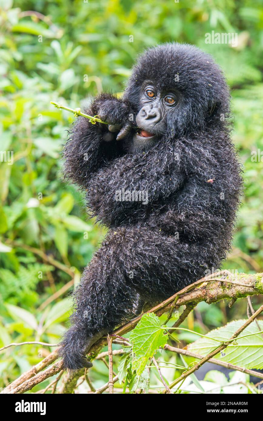 Portrait of a juvenile eastern gorilla (Gorilla beringei) sitting on a ...