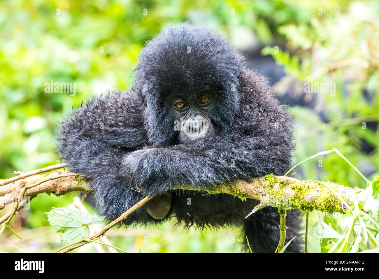 Portrait of a juvenile eastern gorilla (Gorilla beringei) lying on a ...