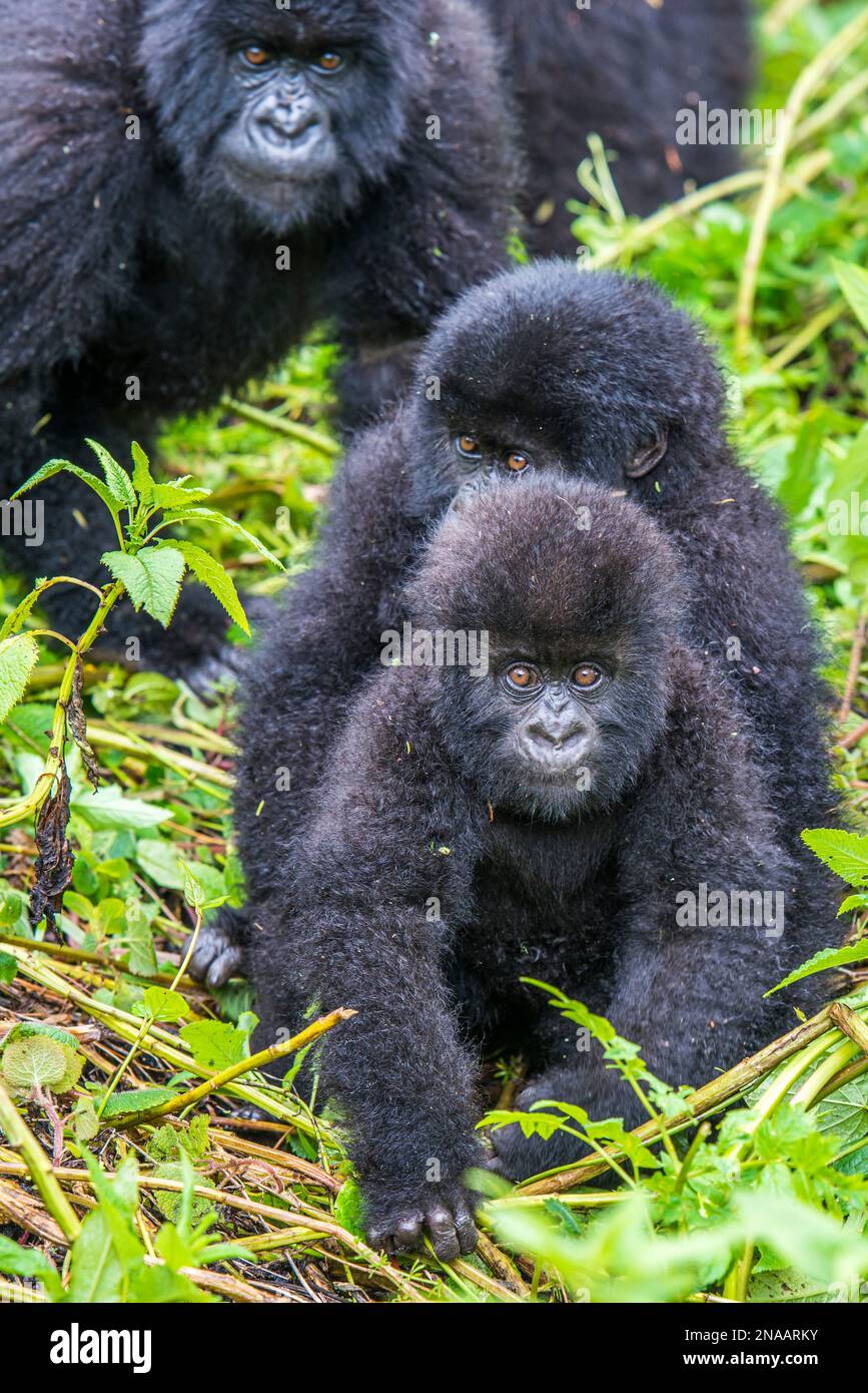 Fuzzy mammals hi-res stock photography and images - Alamy