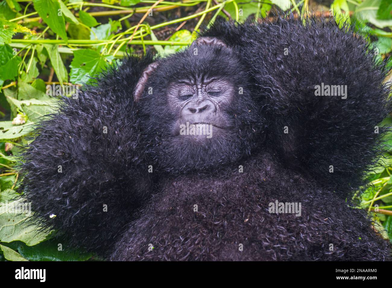 Portrait of a juvenile eastern gorilla (Gorilla beringei) lying on back ...