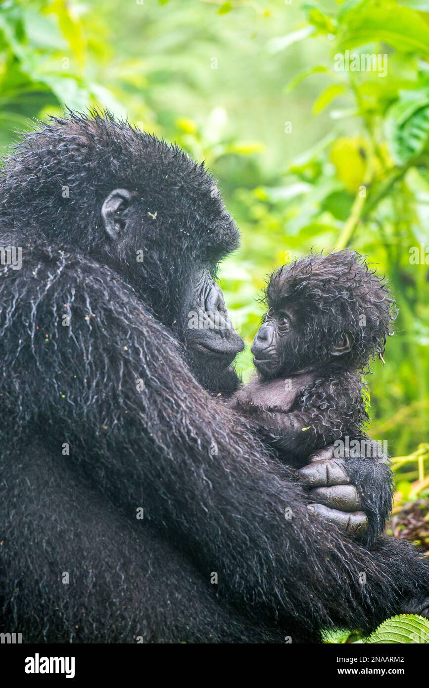 Wildlife African Mammals Babies Stock Photo - Alamy