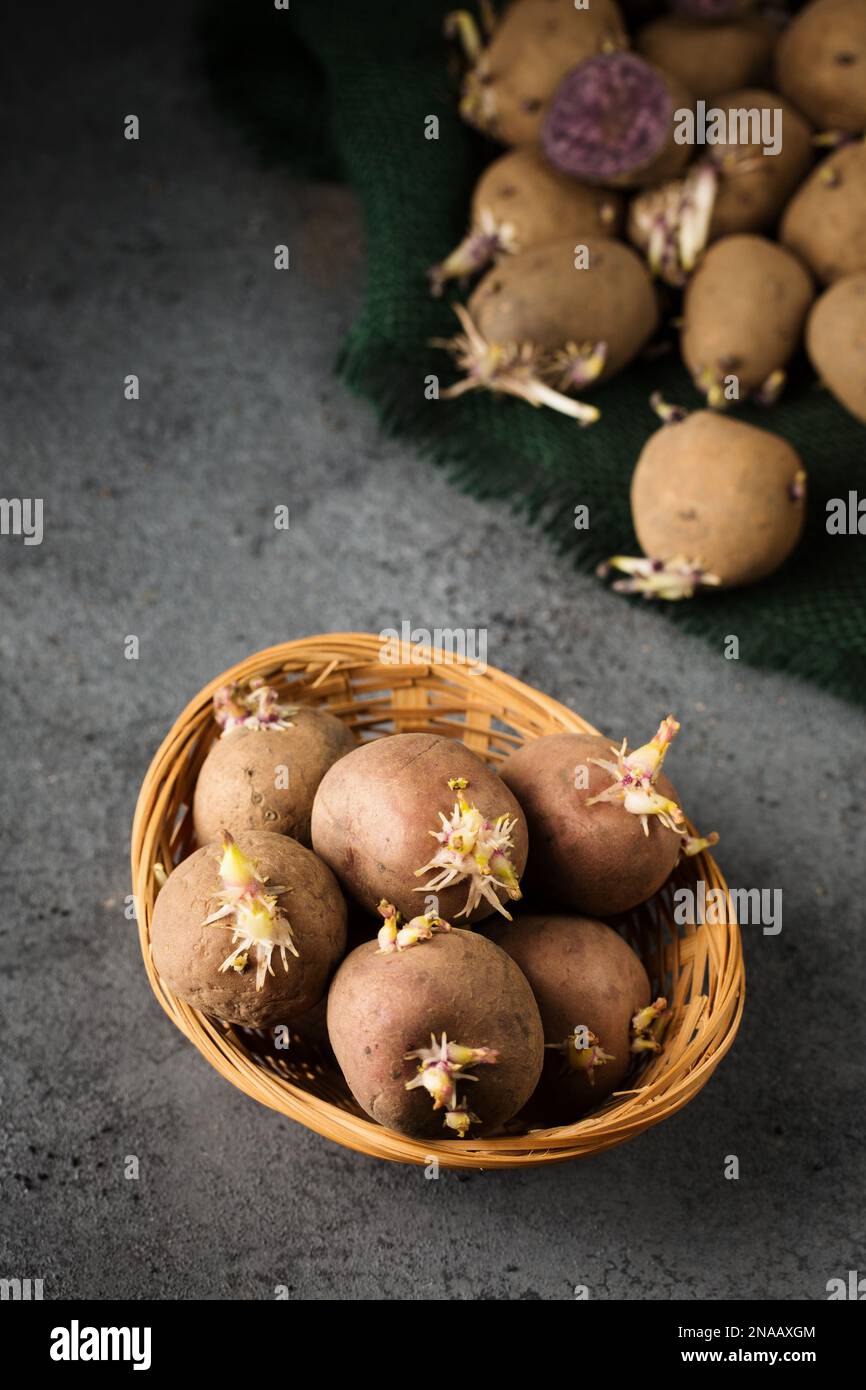 Various varieties of potatoes. Germination of sprouts on potatoes for ...
