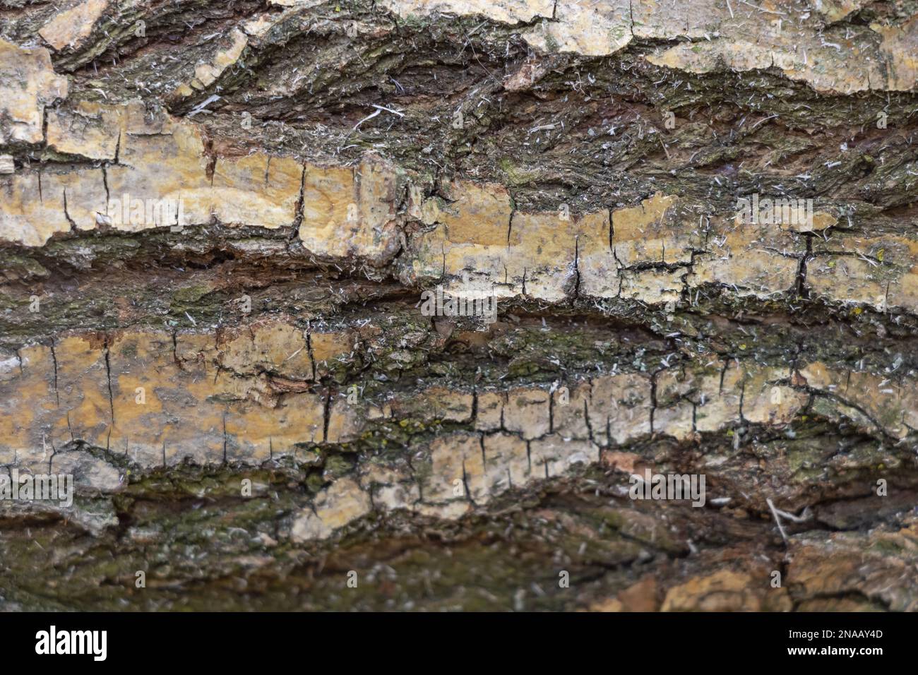 Willow tree bark hi-res stock photography and images - Alamy