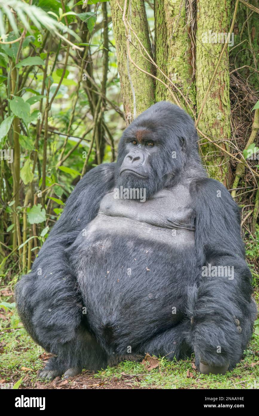 Portrait of a male eastern gorilla (Gorilla beringei) sitting on the ...