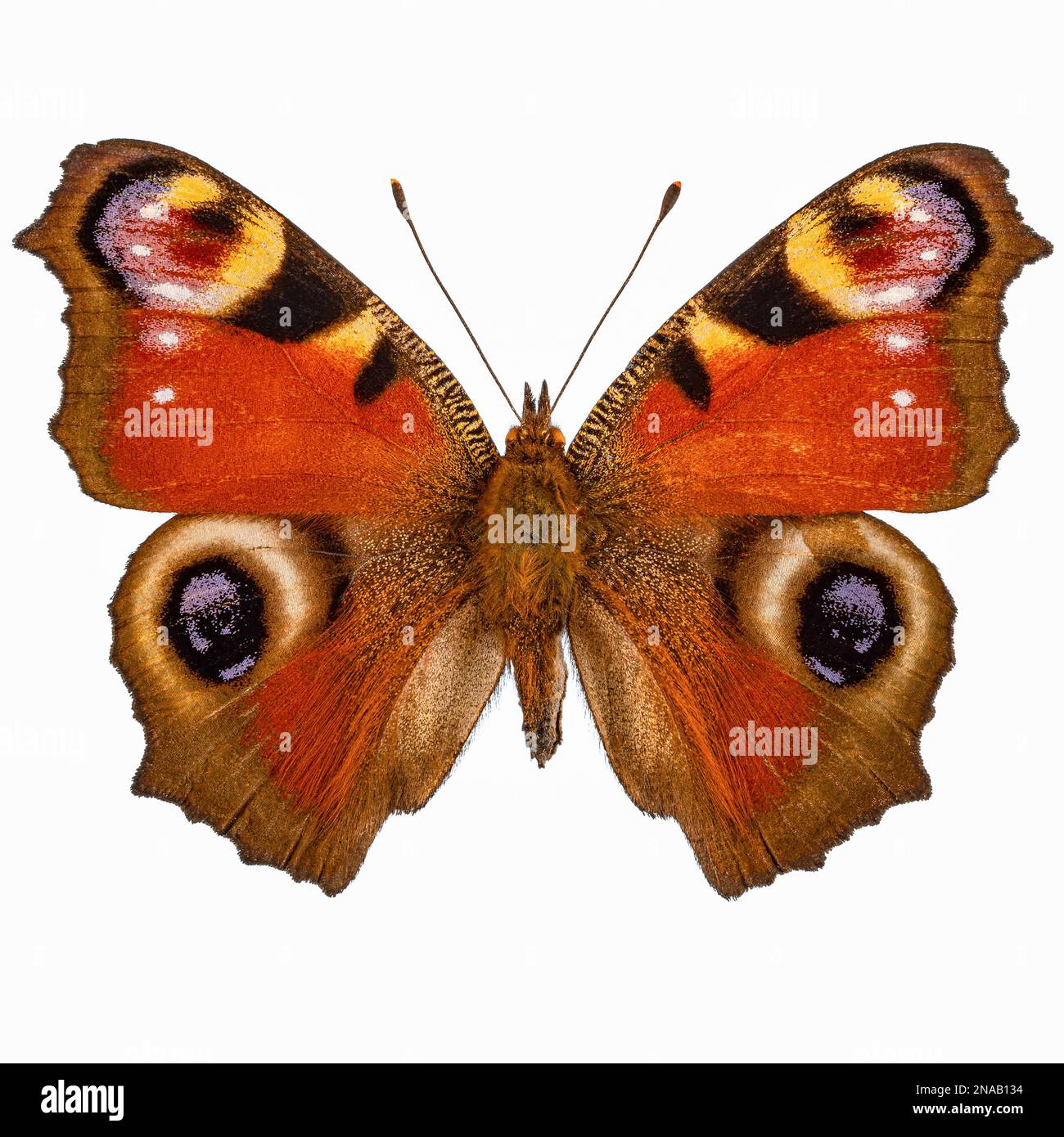 White wing butterfly Cut Out Stock Images & Pictures - Alamy
