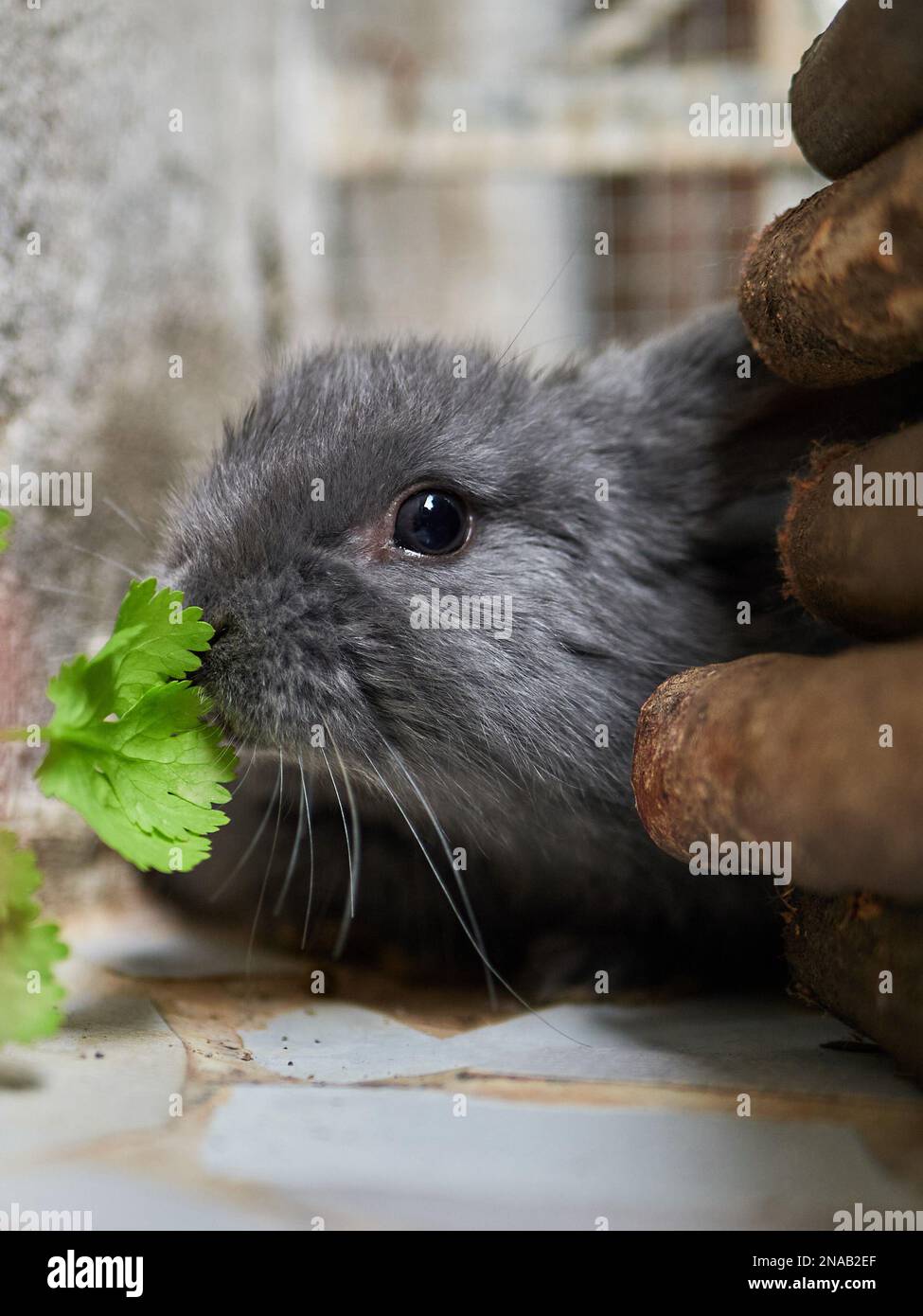 Little curious gray rabbit looking into the camera Stock Photo - Alamy