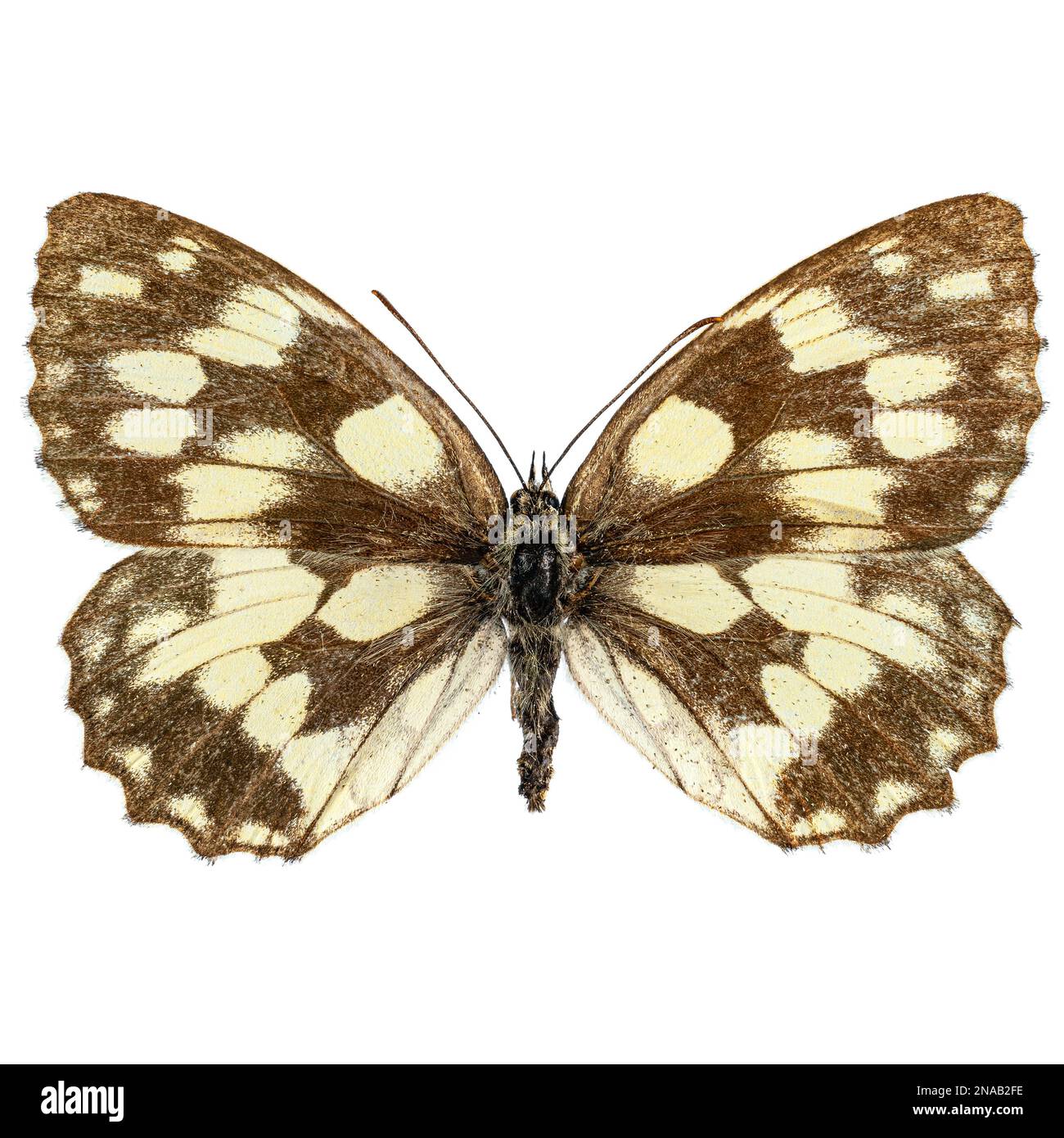 Melanargia galathea, the marbled white butterfly on white background ...