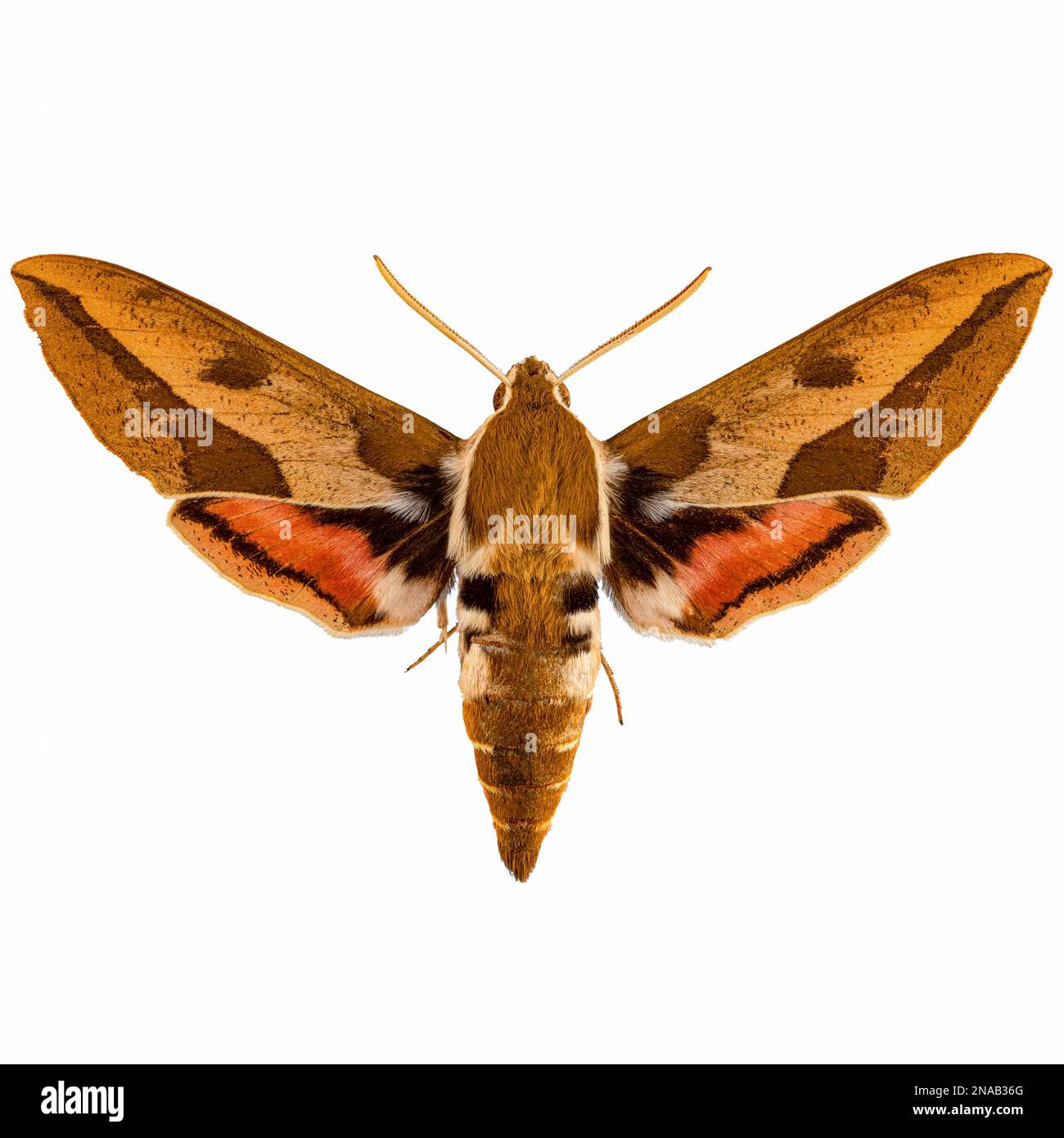 Hyles euphorbiae, the spurge hawk-moth on white background Stock Photo ...
